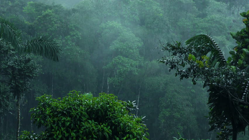 Heavy Rain Forest Stock Video Footage - 4K and HD Video Clips ...