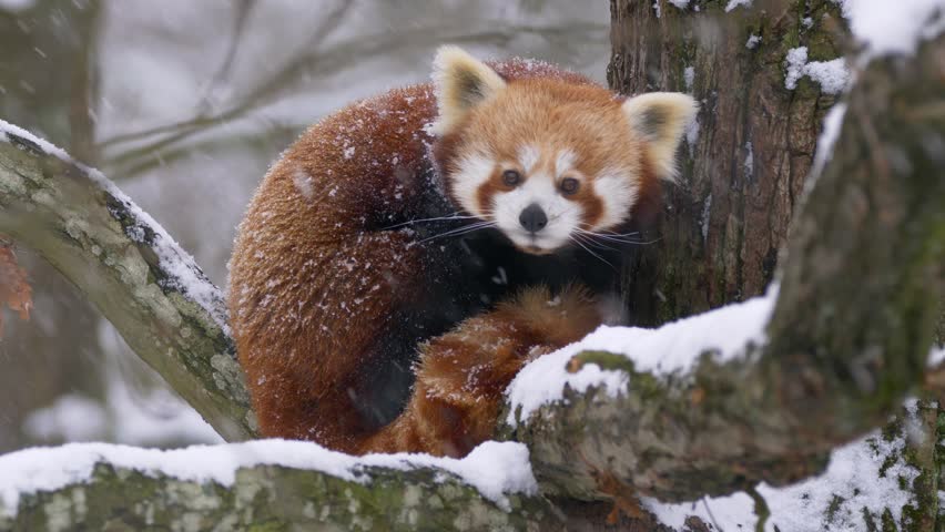 Red Panda (Ailurus Fulgens) Taking A Nap Stock Footage Video 33937801 | Shutterstock