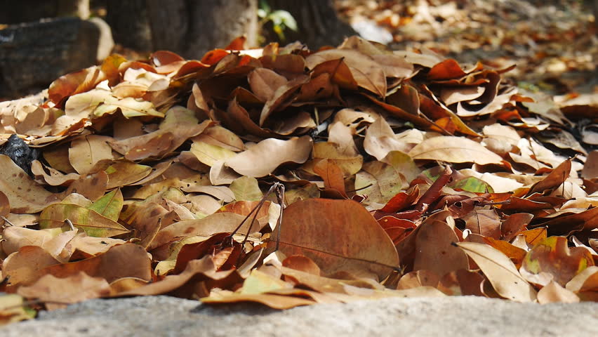 Leafy Autumn forest floor image - Free stock photo - Public Domain ...