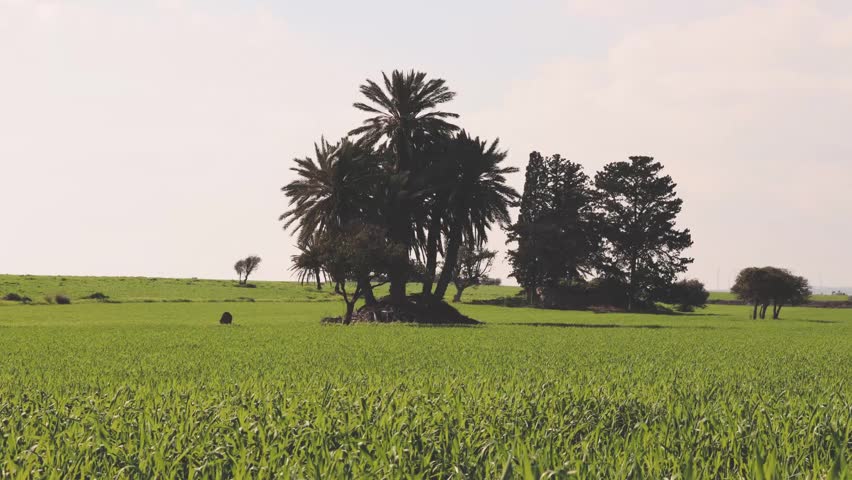 Fields and a tree landscape in Cyprus image - Free stock photo - Public ...
