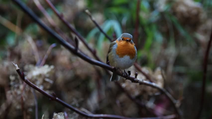 European Robin on a branch image - Free stock photo - Public Domain ...