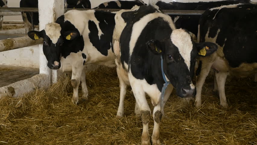 Cow House ; Milking Cows In The Barn Eating Hay,video Clip Stock ...