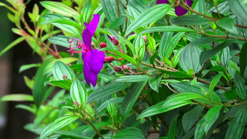 Stock Video Clip of Flower Raw Video Footage | Shutterstock