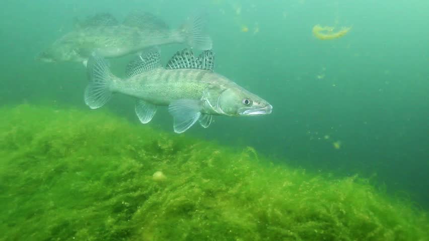 Zander - Sander lucioperca image - Free stock photo - Public Domain ...