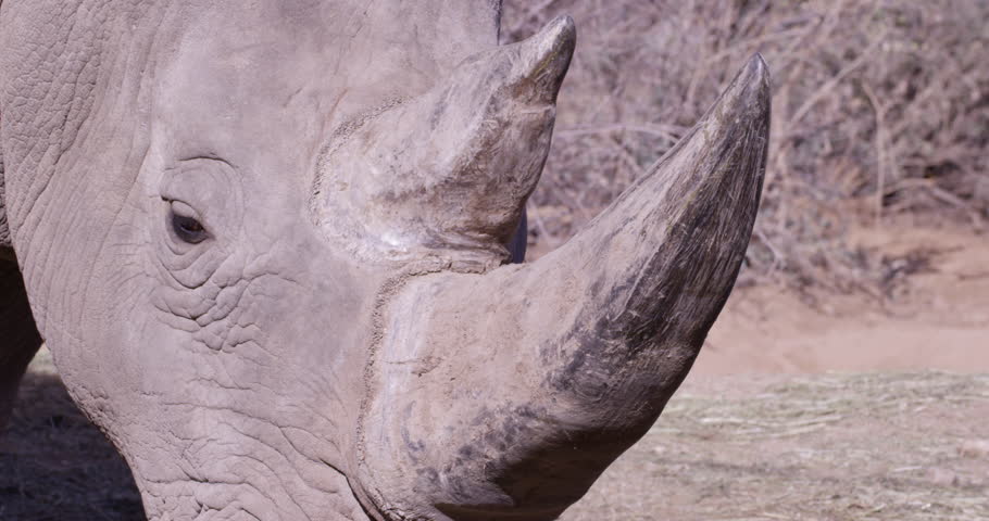 Rhinoceros Rhino Facing Camera with Stock Footage Video (100% Royalty ...