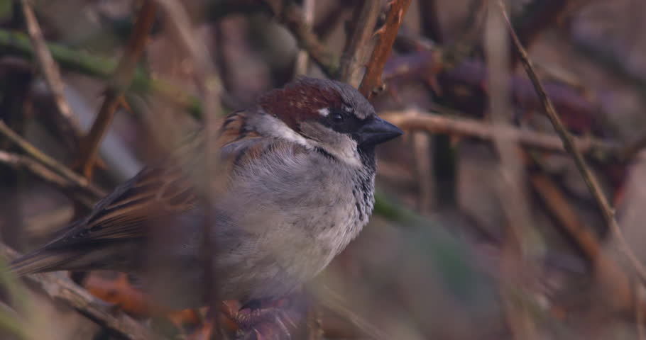 Close up of house sparrow image - Free stock photo - Public Domain ...