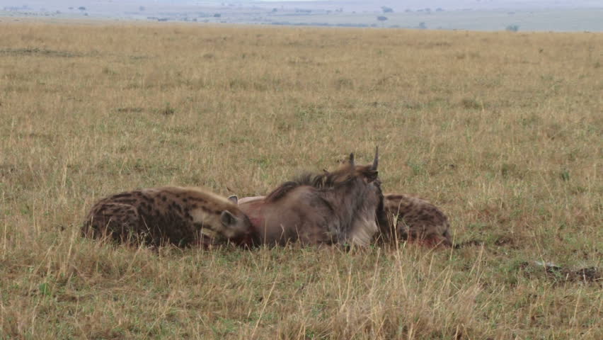 Two Hyenas in the Wild image - Free stock photo - Public Domain photo ...