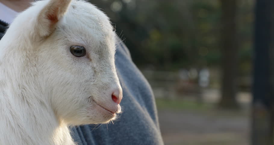 Baby goats close up image - Free stock photo - Public Domain photo ...