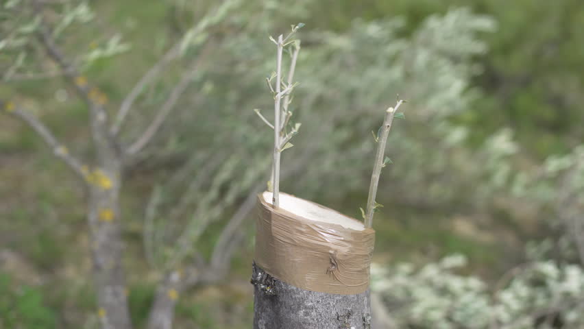 Graft Stock Video Footage - 4K and HD Video Clips | Shutterstock