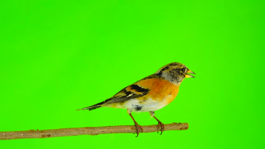 Female Brambling (fringilla Montifringilla) Sits Stock Footage Video ...