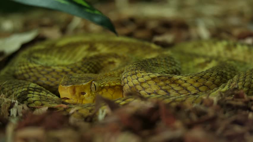 Fer De Lance Viper in Stockvideos & Filmmaterial (100 % lizenzfrei ...