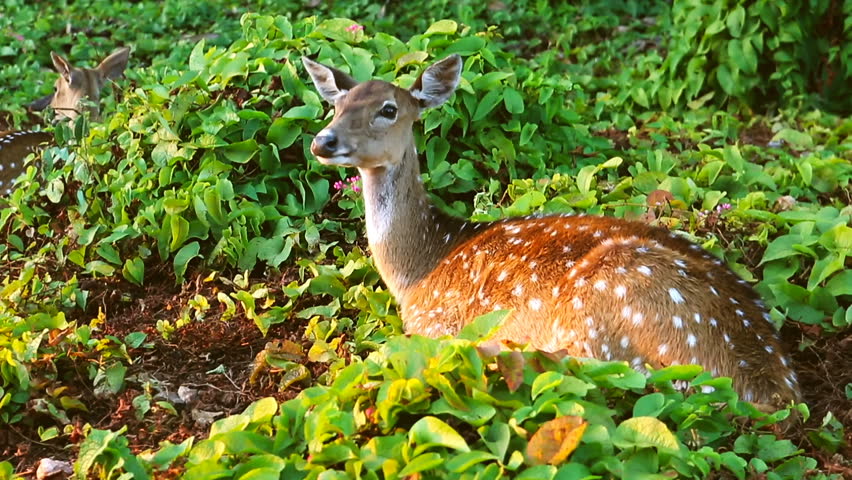 Deer in the flower meadow image - Free stock photo - Public Domain ...