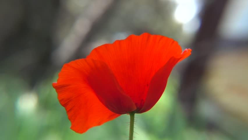 Single Red Vibrant Color Poppy Stock Footage Video (100% Royalty-free ...