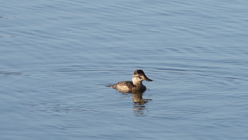 Ruddy Ducks image - Free stock photo - Public Domain photo - CC0 Images