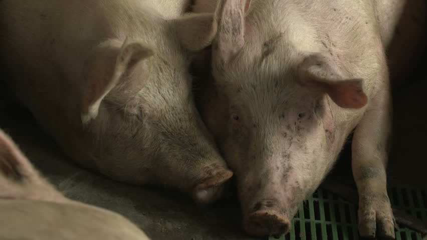 White Grunt image - Free stock photo - Public Domain photo - CC0 Images