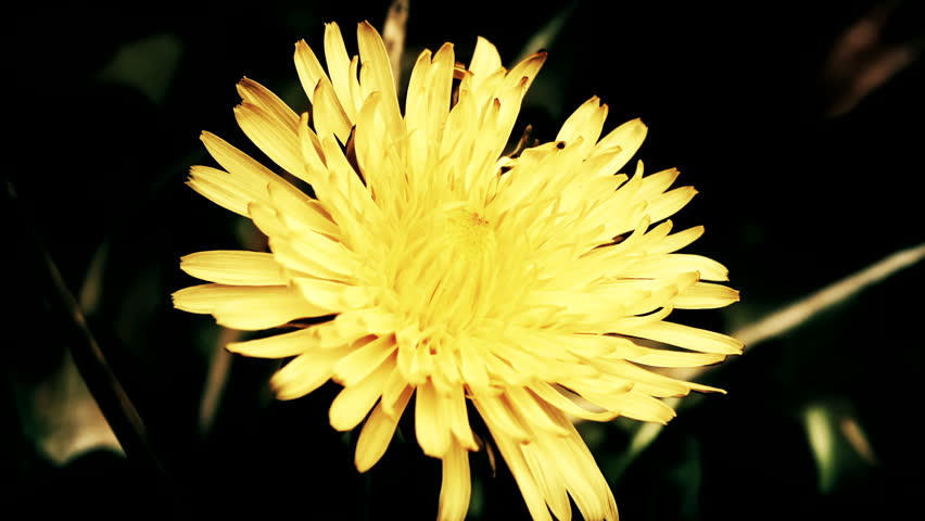 Close Up Macro dandelion seeds image - Free stock photo - Public Domain ...