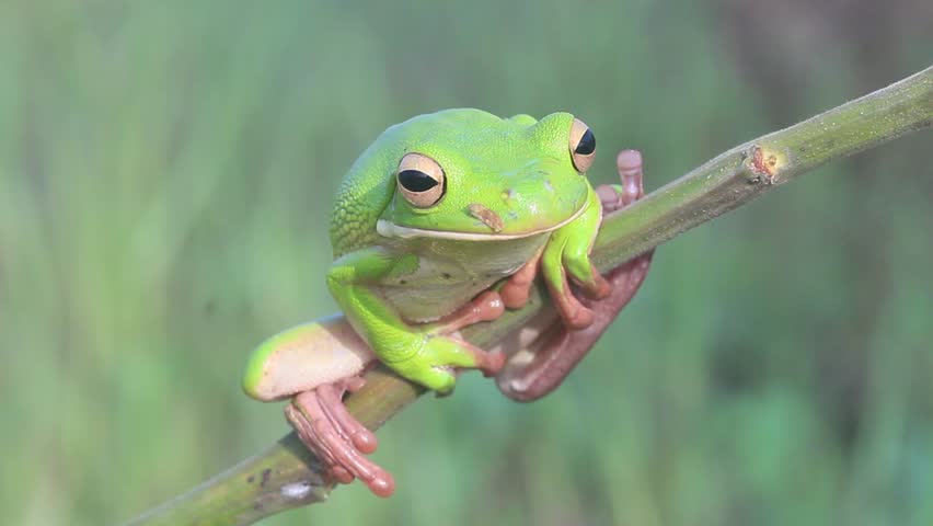 Closeup Macro Of A Frog Image Free Stock Photo Public Domain Photo