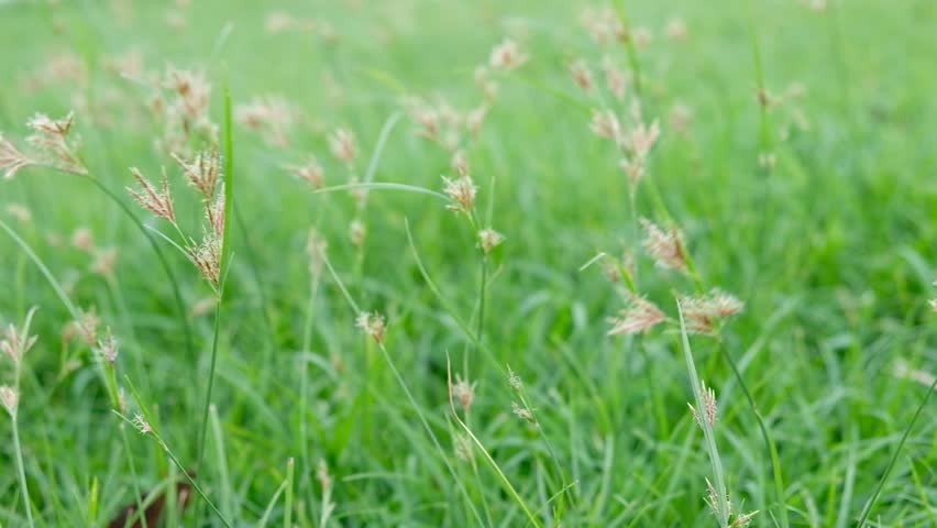 Fruit drink in the grass image - Free stock photo - Public Domain photo ...