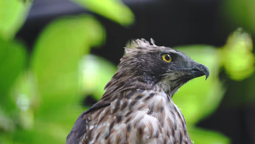 Grey Hawk closeup image - Free stock photo - Public Domain photo - CC0 ...