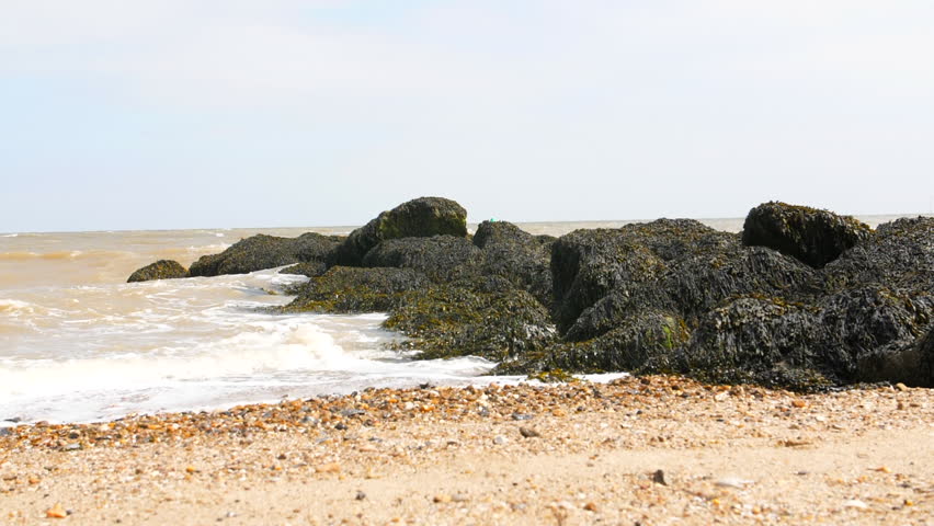 Shell on the shoreline on the beach image - Free stock photo - Public ...