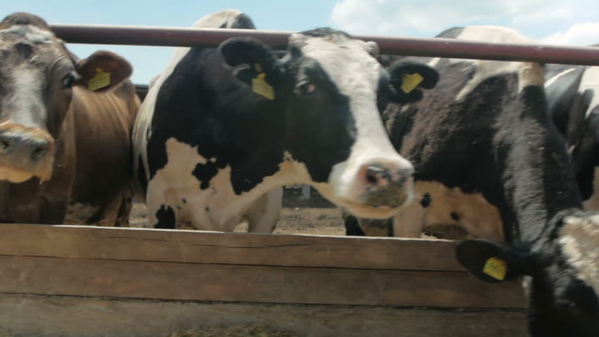 Portraits Many Cows On the Stock Footage Video (100% Royalty-free ...