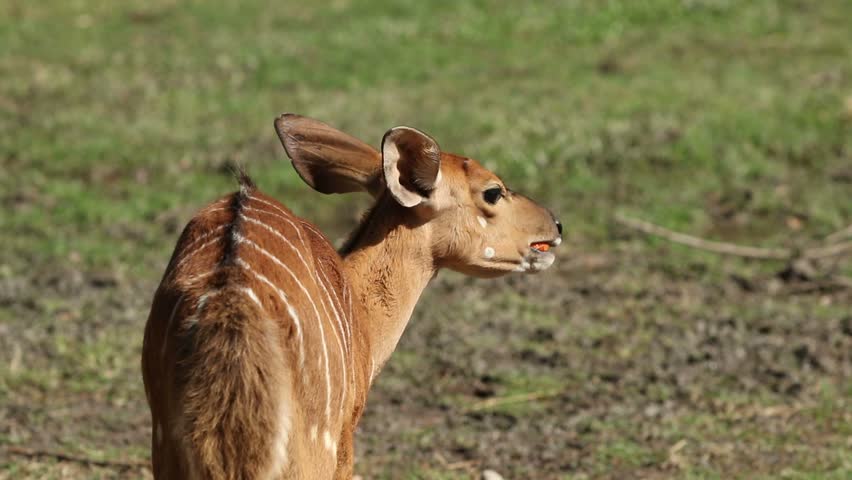 Nyala image - Free stock photo - Public Domain photo - CC0 Images