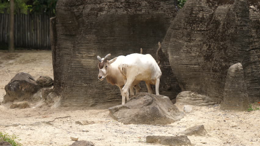 Addax image - Free stock photo - Public Domain photo - CC0 Images