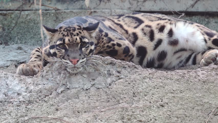 Clouded Leopard image - Free stock photo - Public Domain photo - CC0 Images