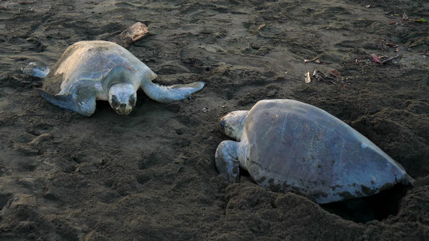 Kemp's Ridley Sea Turtle image - Free stock photo - Public Domain photo ...
