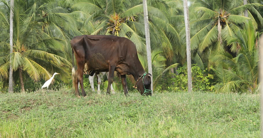 Cow Poop Stock Video Footage - 4K and HD Video Clips | Shutterstock