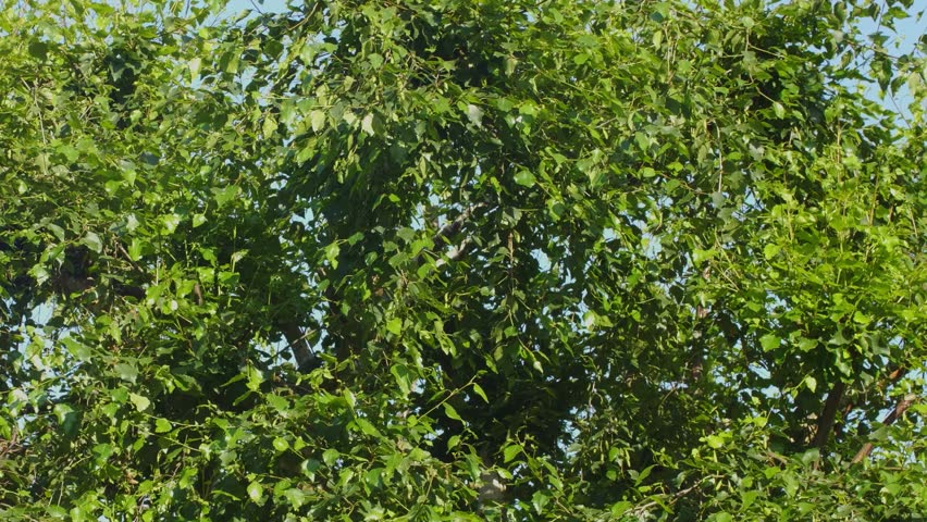 Rustle Stock Video Footage - 4K and HD Video Clips | Shutterstock