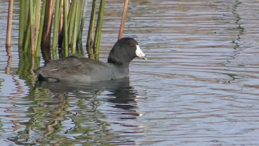 American Coot - Fulica americana image - Free stock photo - Public ...
