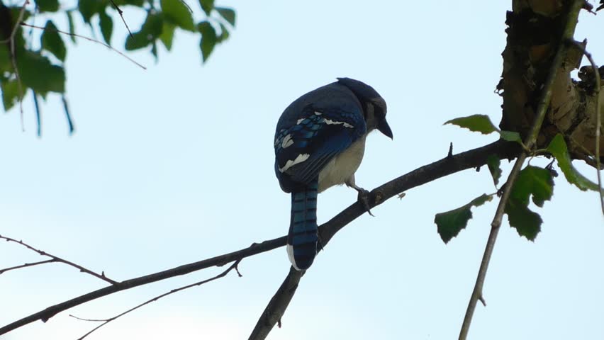 Blue Jay Sitting on a tree branch - Cyanocitta cristata image - Free ...