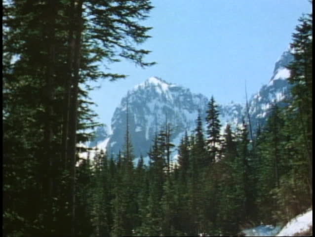 Alpine Trees in Glacier National Park image - Free stock photo - Public ...