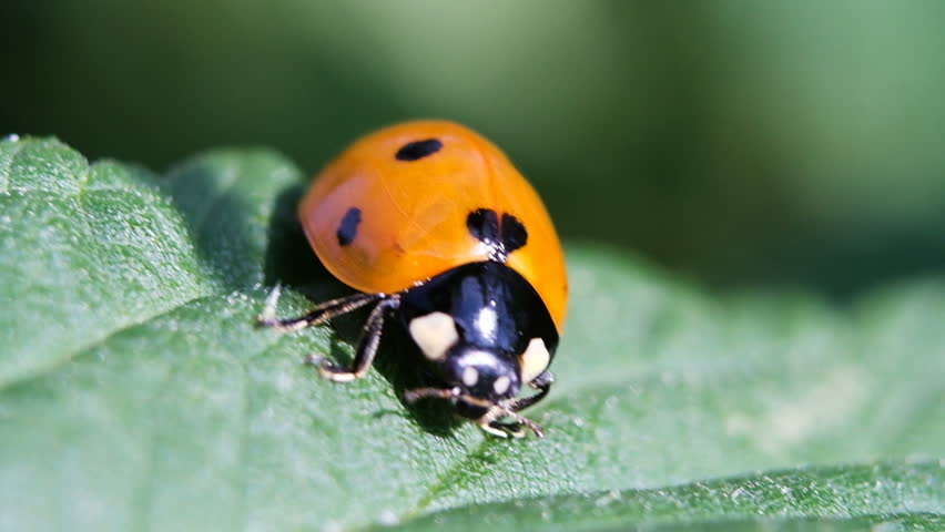 Ladybug Macro Close-up image - Free stock photo - Public Domain photo ...