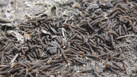 Worms Stock Video Footage - 4K and HD Video Clips | Shutterstock