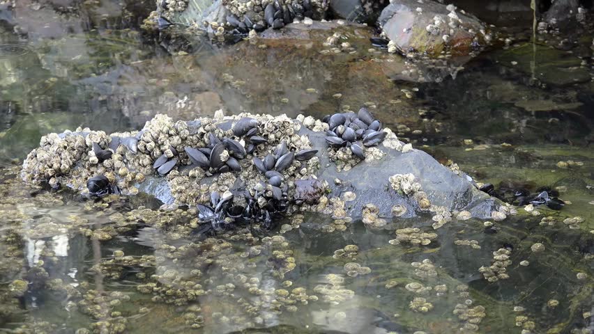 Blue Mussel - Mytilus edulis image - Free stock photo - Public Domain ...