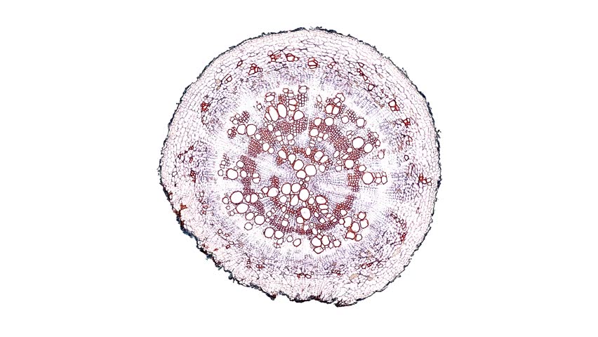 Helix Ivy Soil Root - Stock Footage Video (100% Royalty-free ...