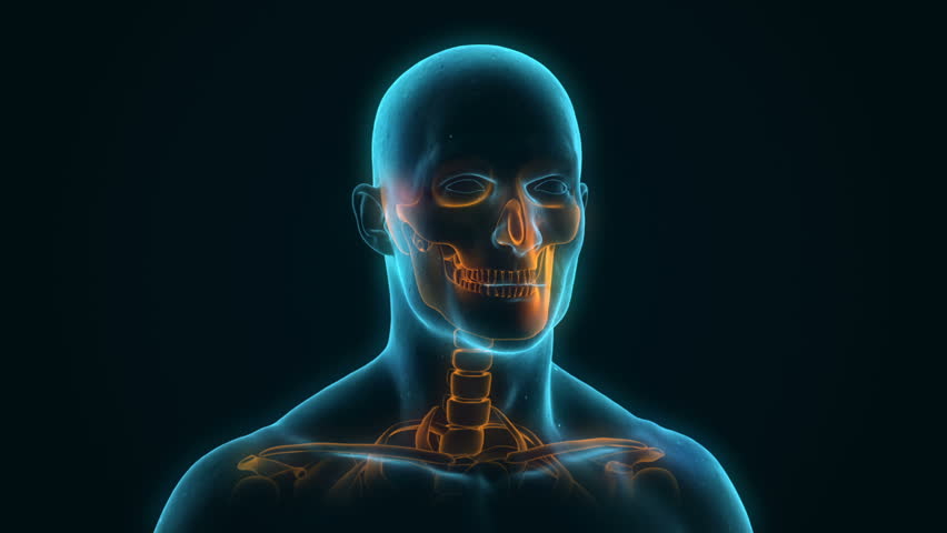 Musculoskeletal Stock Video Footage 4k And Hd Video Clips Shutterstock