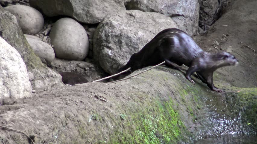 Otter in the wild - Family Lutrinae image - Free stock photo - Public ...