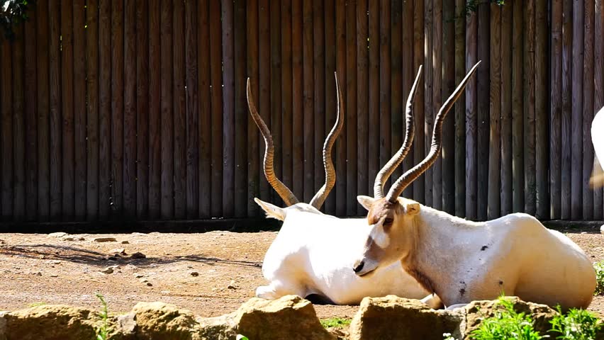 Addax image - Free stock photo - Public Domain photo - CC0 Images