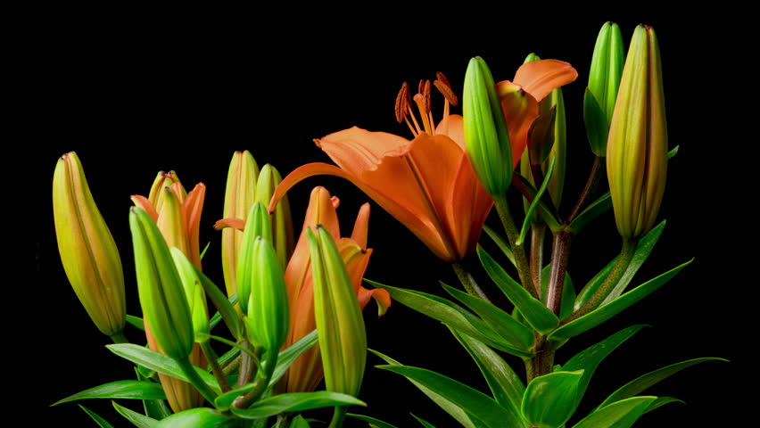 Blooming Lily Time Lapse - Stock Footage Video (100% Royalty-free ...