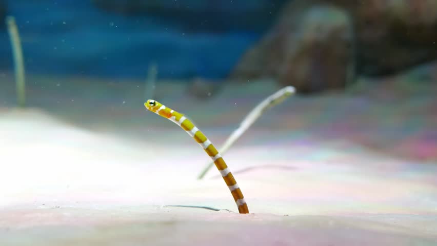 Spotted Garden Eel Reef Safe | Fasci Garden