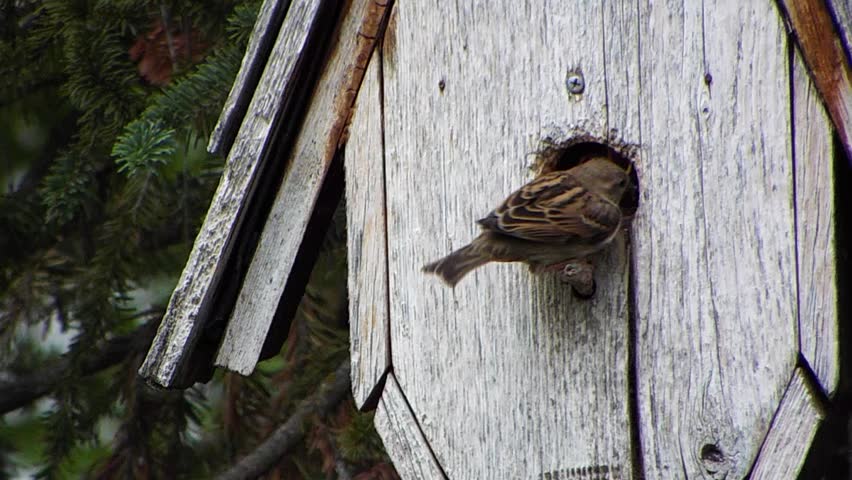 Brown House Sparrows Feeding Their Stock Footage Video (100% Royalty ...