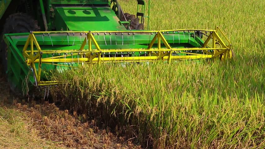 Harvesting of Paddy Crops in Stock Footage Video (100% Royalty-free ...