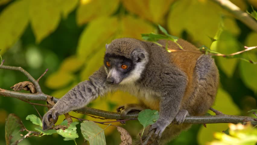 Why are Mongoose Lemur Endangered? - Primates Park