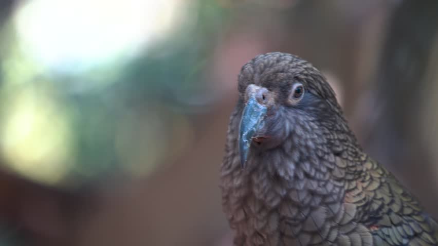 Kea Wing in New Zealand image - Free stock photo - Public Domain photo ...