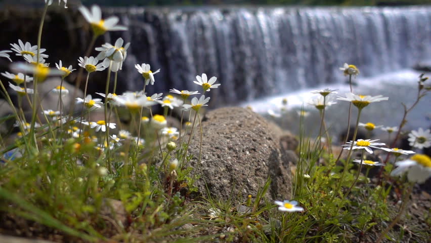 Daisy with sun behind it image - Free stock photo - Public Domain photo ...