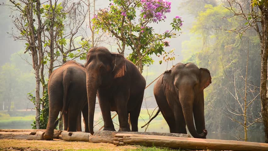 Asian Elephant image - Free stock photo - Public Domain photo - CC0 Images