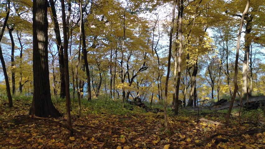 Hiking Trail through the Autumn Trees image - Free stock photo - Public ...